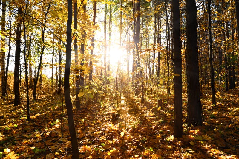 Autumn forest with sun stock image. Image of nature, colorful - 34501011