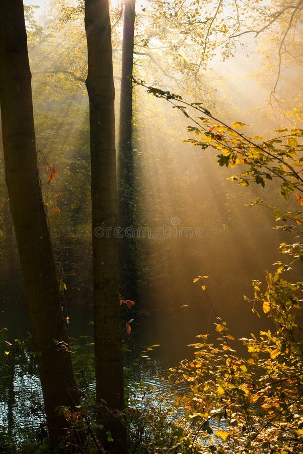Sunlight Mist Forest Glade stock image. Image of heavenly - 335397