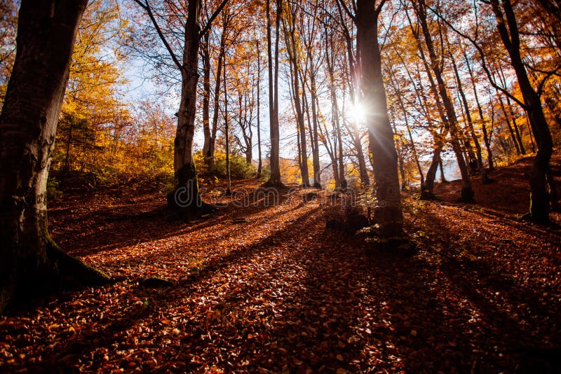 Autumn Forest with Sunlight through the Mist and Trees Stock Image ...