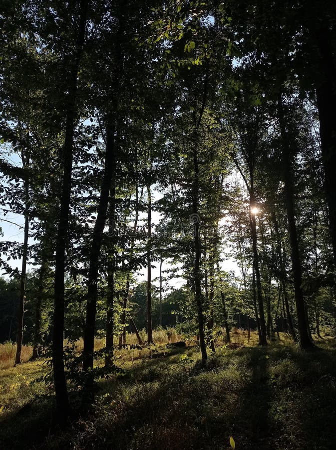 Autumn in the Forest, Sunlight Sunlight Breaks through the Trees Stock ...