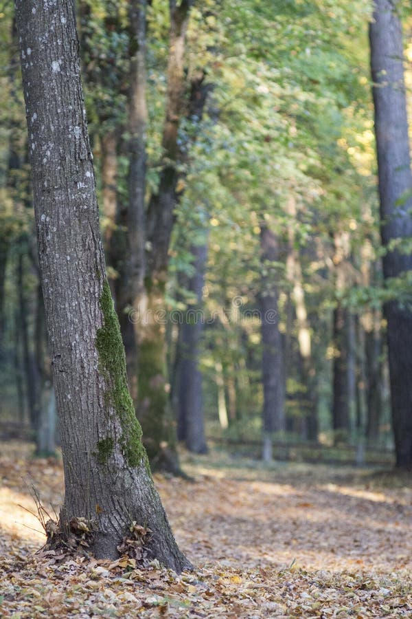 Autumn Forest and Sunny Ray Stock Photo - Image of colorful, sunny ...