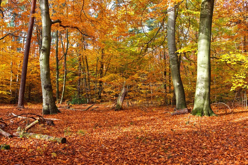 Autumn forest at sunset stock image. Image of park, fall - 10505543