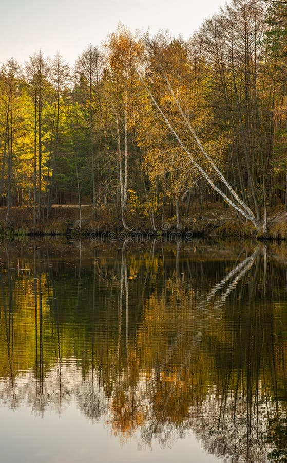 The Autumn Forest Surrounds a Beautiful Forest Lake on the Surface of ...