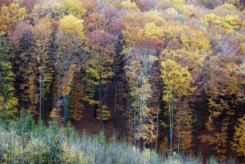 Autumn forest stock image. Image of nature, multi, colorful - 30700687