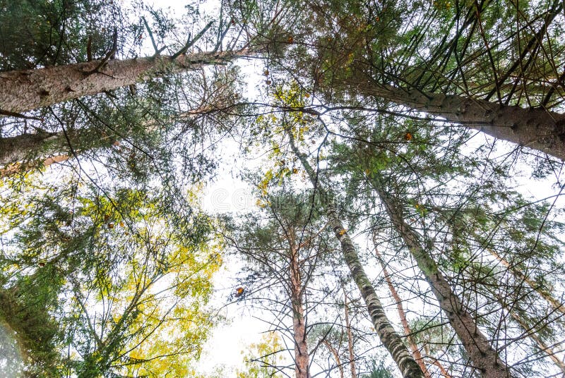 Autumn Forest, Tall Trees, Pine Trees, Birch, Dry Branches Stock Image ...