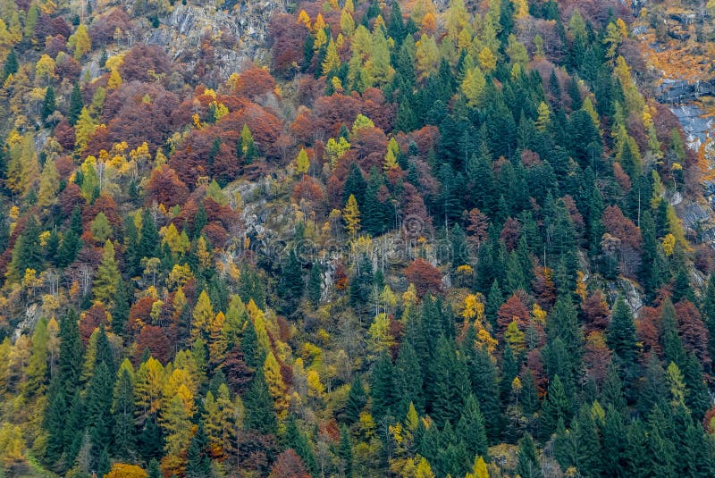 Autumn Forest Texture on the Mountainside Stock Image - Image of ...