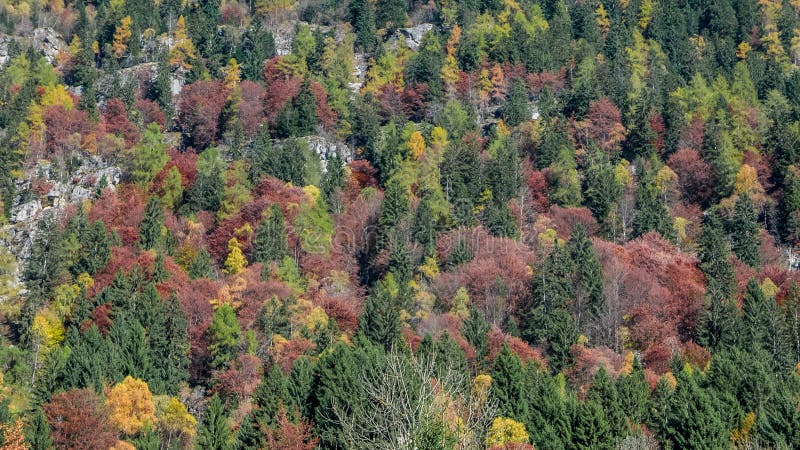 Autumn Forest Texture on the Mountainside Stock Photo - Image of hill ...