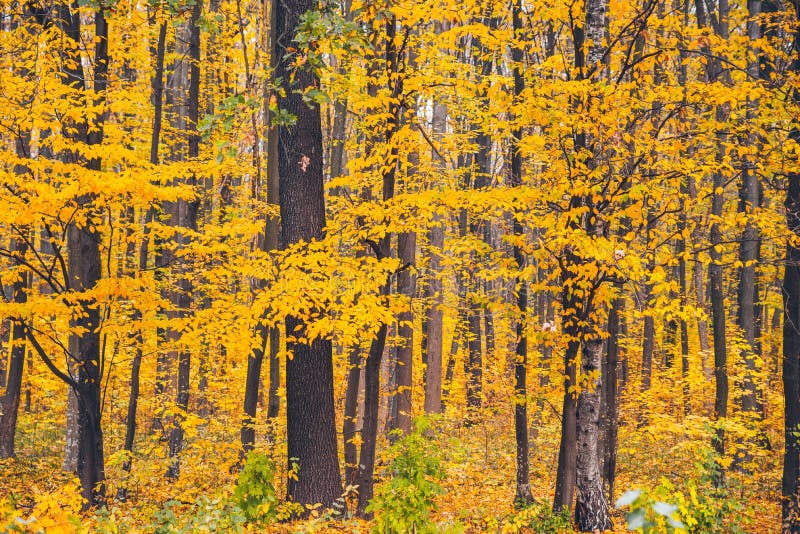 Autumn Forest Texture Yellow Leaves Copy Space Stock Image - Image of ...