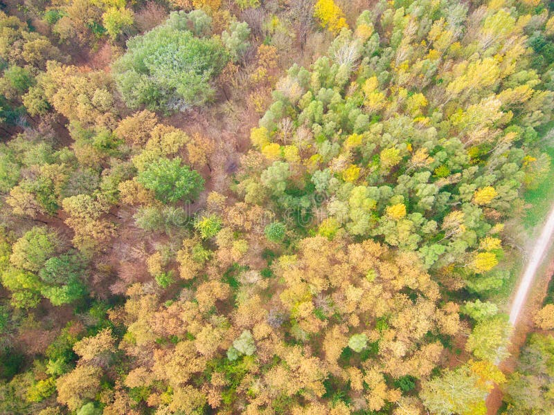 Autumn forest top of view stock photo. Image of aerial - 129732856