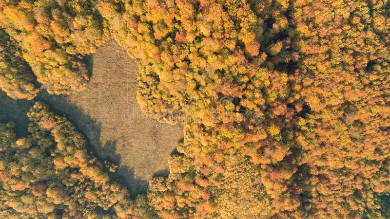 Autumn forest top view. stock photo. Image of field - 161459826