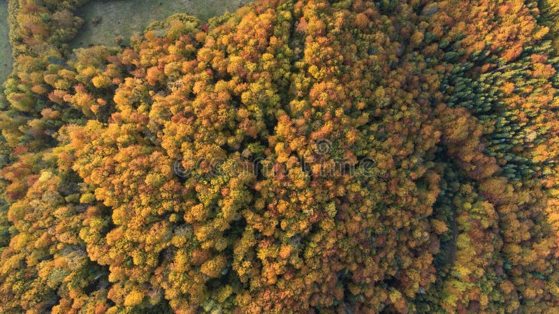 Autumn forest top view. stock photo. Image of meadow - 161459860