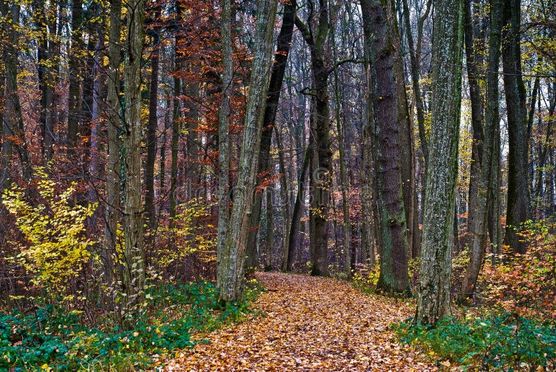 Autumn forest trail stock image. Image of view, nature - 11801191