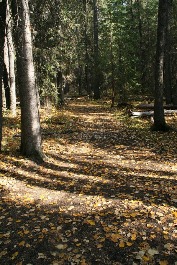 Autumn forest trail stock photo. Image of leaves, autumn - 1452518