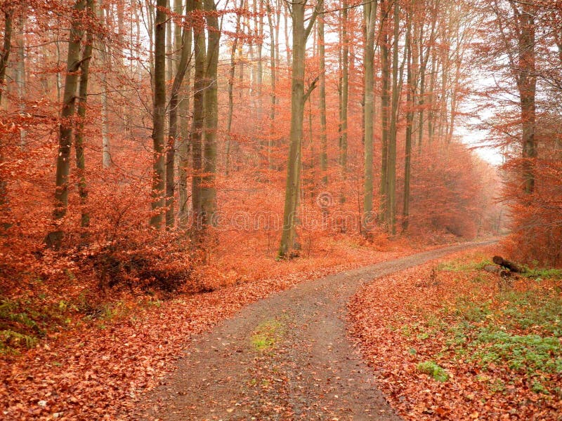 Autumn Forest Trail stock image. Image of colorful, leaves - 37816585