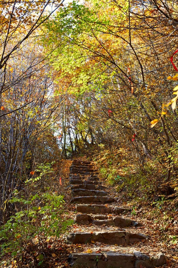 Autumn Forest Trail, Background Stock Image - Image of leaves, trail ...