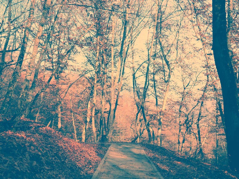 Autumn Forest Trail. Beautiful Morning in the Misty Autumn Forest with ...