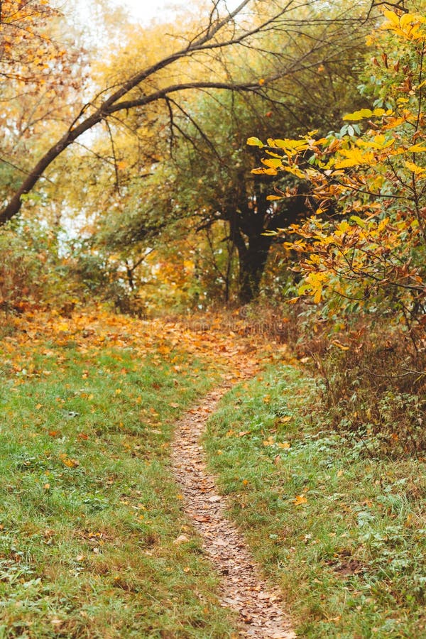 Autumn forest trail stock image. Image of nature, walking - 231858393
