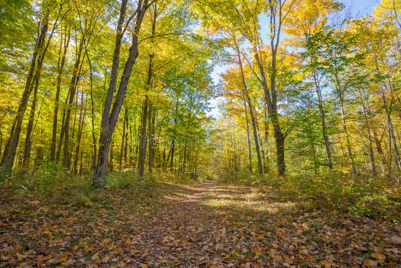 Autumn Forest Trail Covered with Leaves Stock Image - Image of covered ...