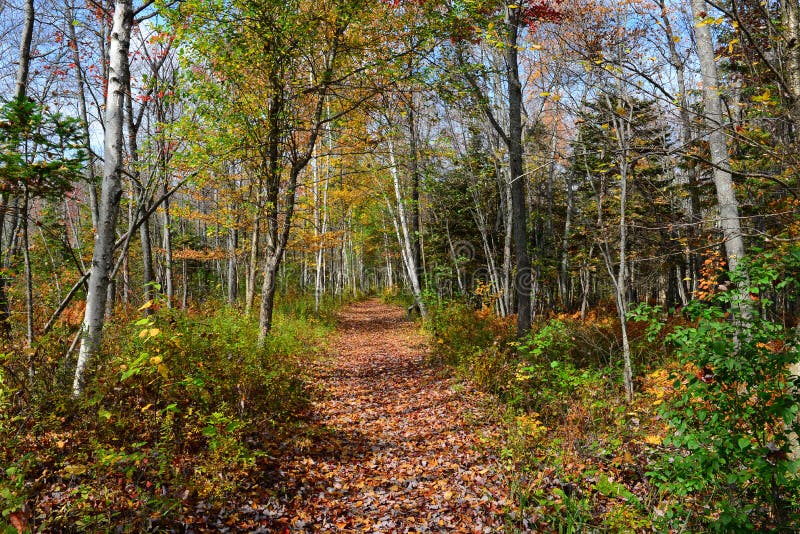 Peaceful Autumn Forest Trail Landscape Stock Image - Image of nature ...