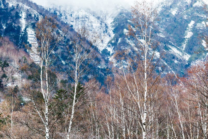 Autumn forest stock photo. Image of trunk, leave, nature - 33293190
