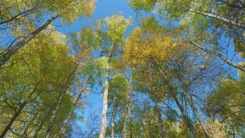 Autumn Forest Tree Top View from Below. Autumn Trees on Sky Background ...