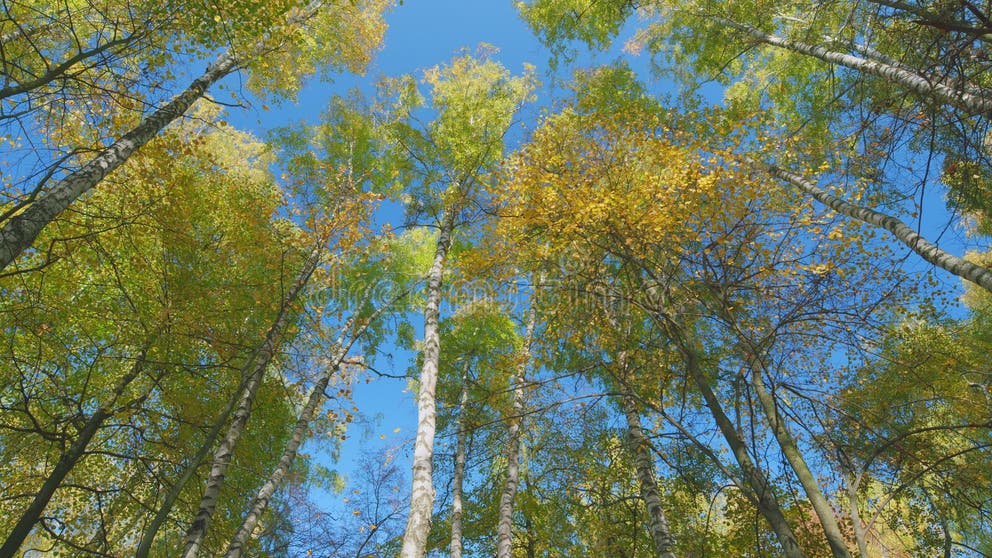Autumn Forest Tree Top View from Below. Autumn Trees on Sky Background ...