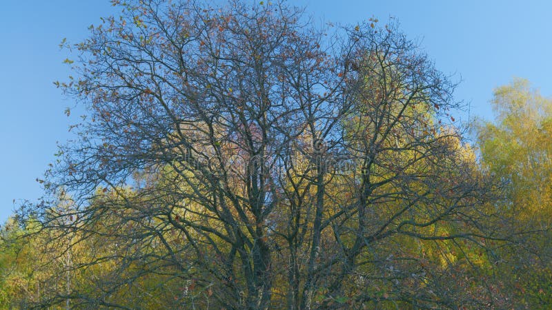 Autumn Forest Tree Top View from Below. Autumn Trees on Sky Background ...