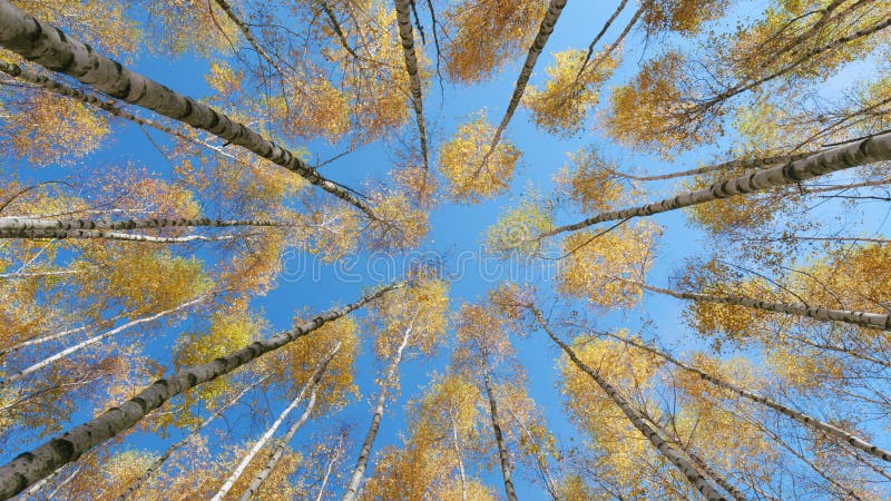 Autumn Forest Tree Top View from Below. Autumn Trees on Sky Background ...