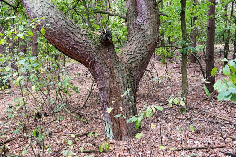 Autumn Forest. Tree Trunk Outdoor. Natural Environment Concept. Park ...