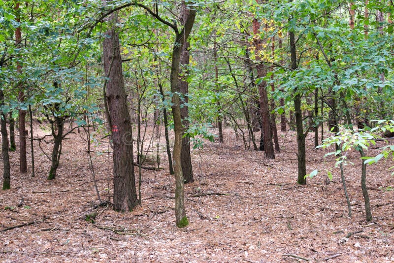 Autumn Forest. Tree Trunk Outdoor. Natural Environment Concept. Park ...