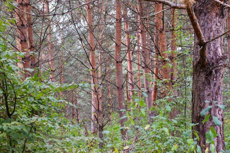Autumn Forest. Tree Trunk Outdoor. Natural Environment Concept. Park ...