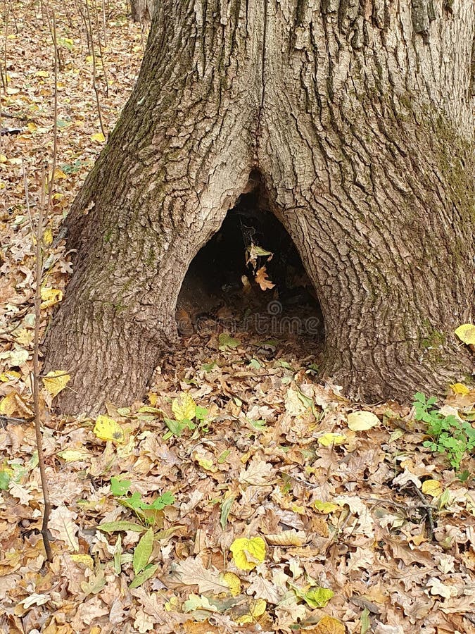 Autumn in the Forest, Tree Trunk, Tree Root with a Hollow, Cobweb in ...