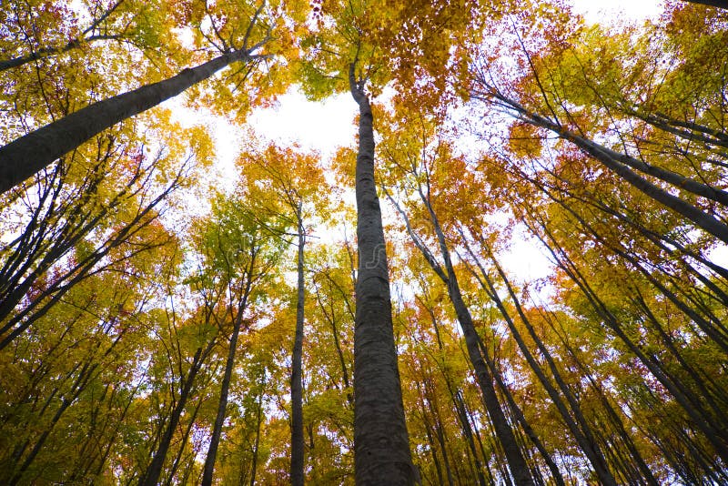 Autumn forest trees stock image. Image of foliage, inspiration - 3989797