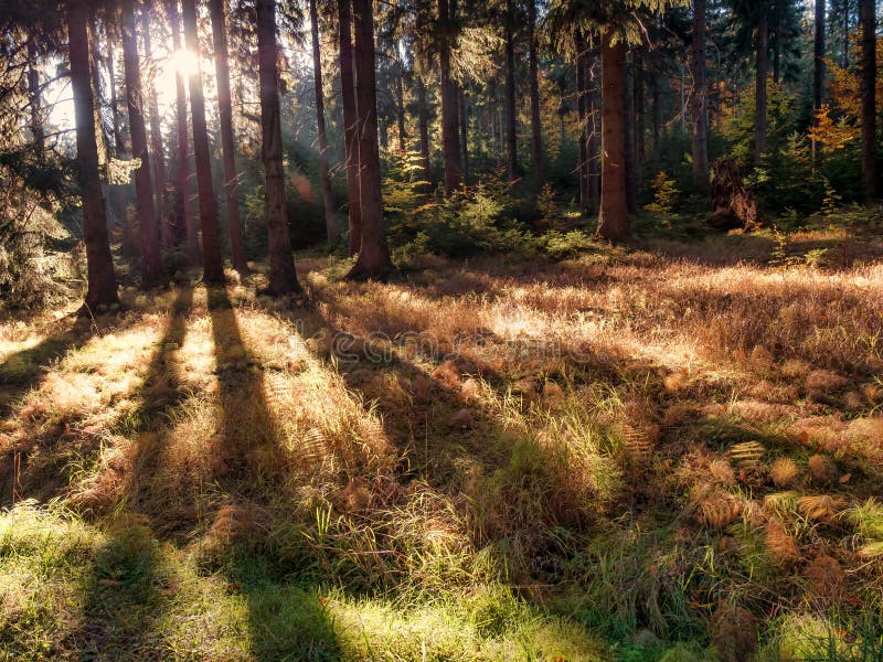Backlit Forest in Autumn Colors Stock Image - Image of morning, shadow ...