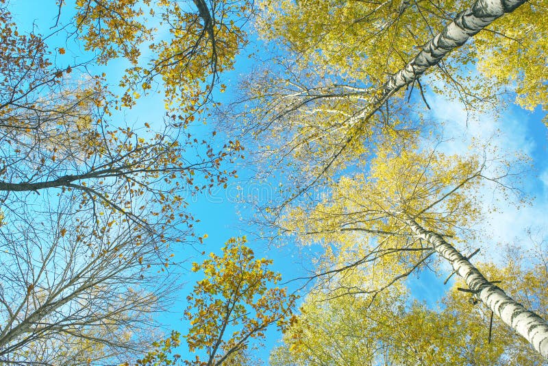 Autumn forest trees stock image. Image of height, mist - 46053035