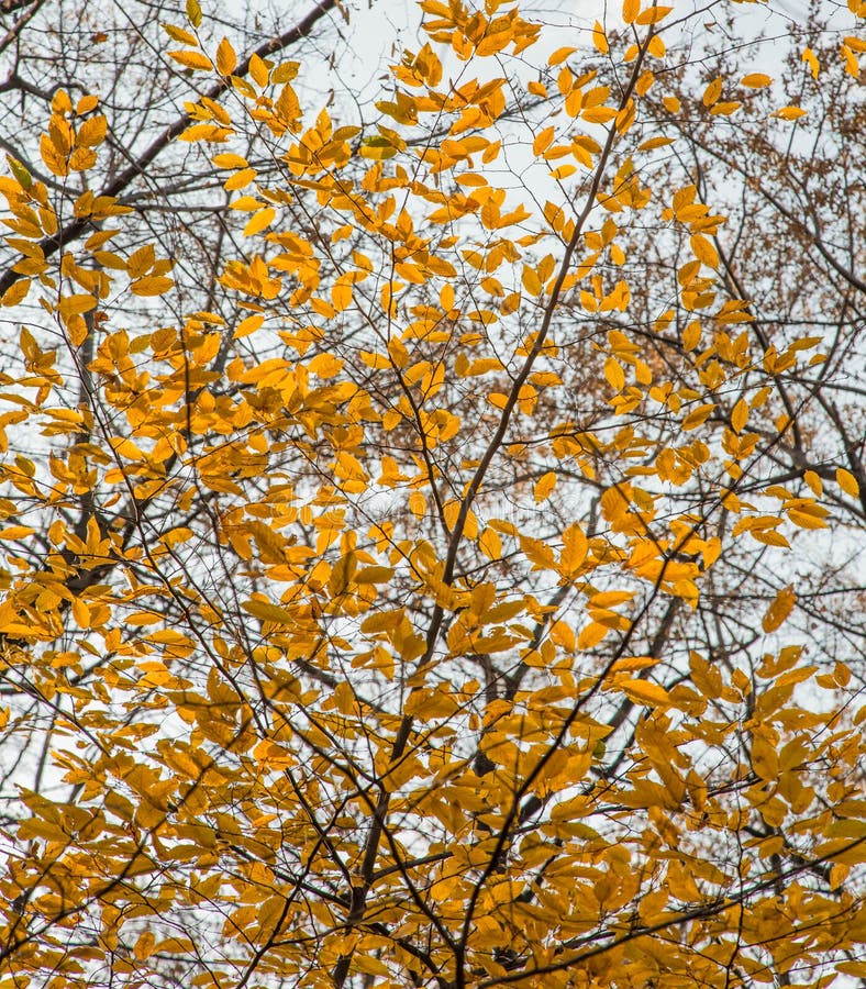 Autumn Forest Trees. Close Up Stock Image - Image of forest, sunny ...