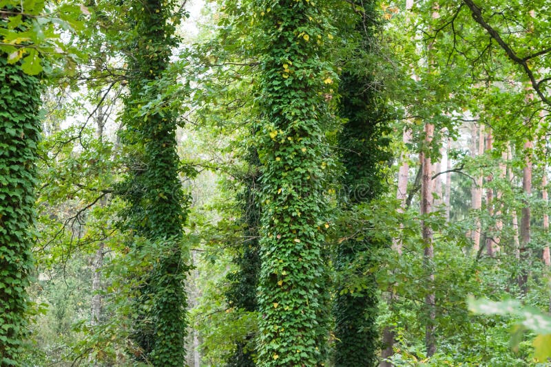 Autumn Forest Trees Covered with Common Ivy Stock Photo - Image of ...