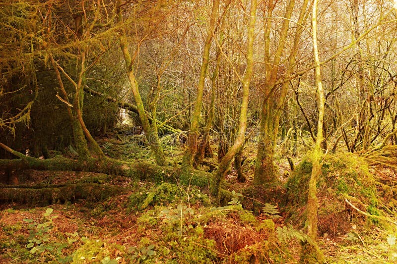 Autumn in the Forest in Ireland. Stock Image - Image of foliage, nature ...