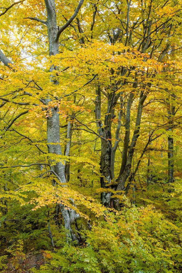 Autumn Forest Trees Landscape Stock Image - Image of scenic, natural ...
