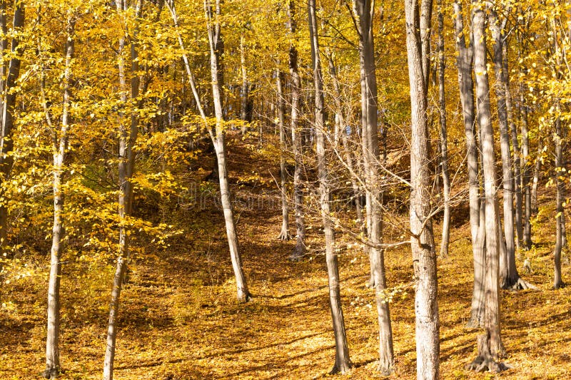 Autumn Forest Trees and Leaves. Captures the Serene and Peaceful ...
