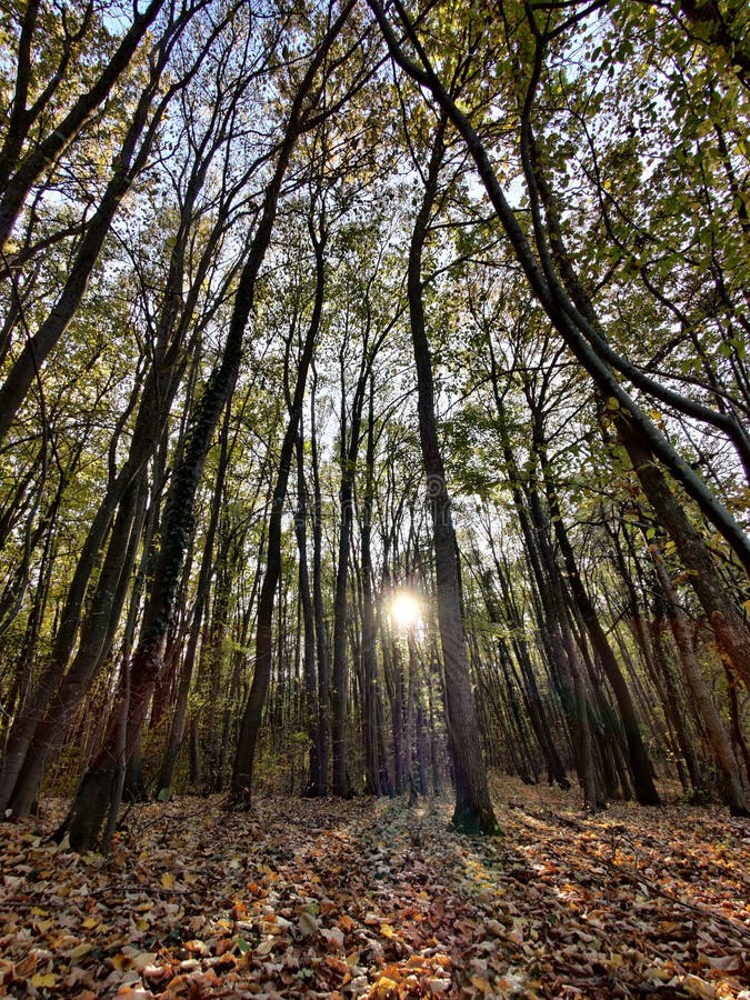 Autumn in the Forest. Trees, Light, Shadows in the Forest during Fall ...