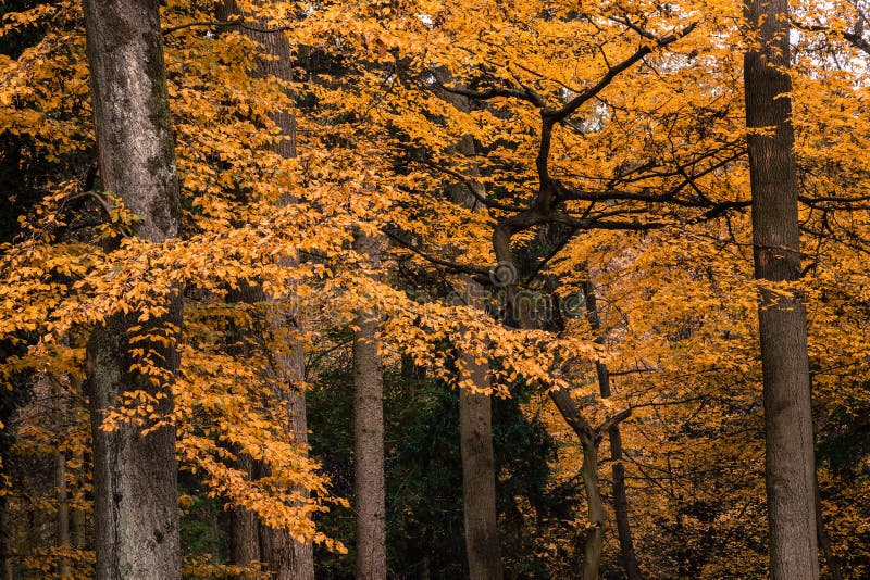 Autumn Forest Trees stock photo. Image of park, autumn - 61656574