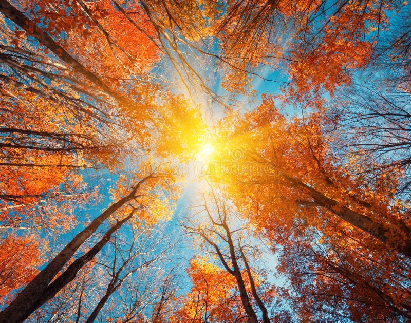 Autumn Forest. Trees Pattern. Looking Up The Blue Sky. Backgroun Stock ...