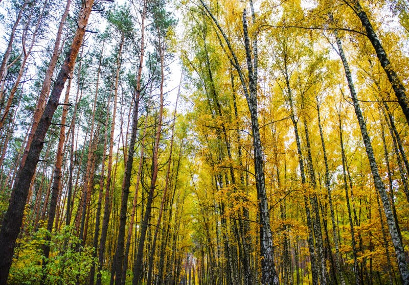 Autumn forest stock photo. Image of maple, perspective - 62654336