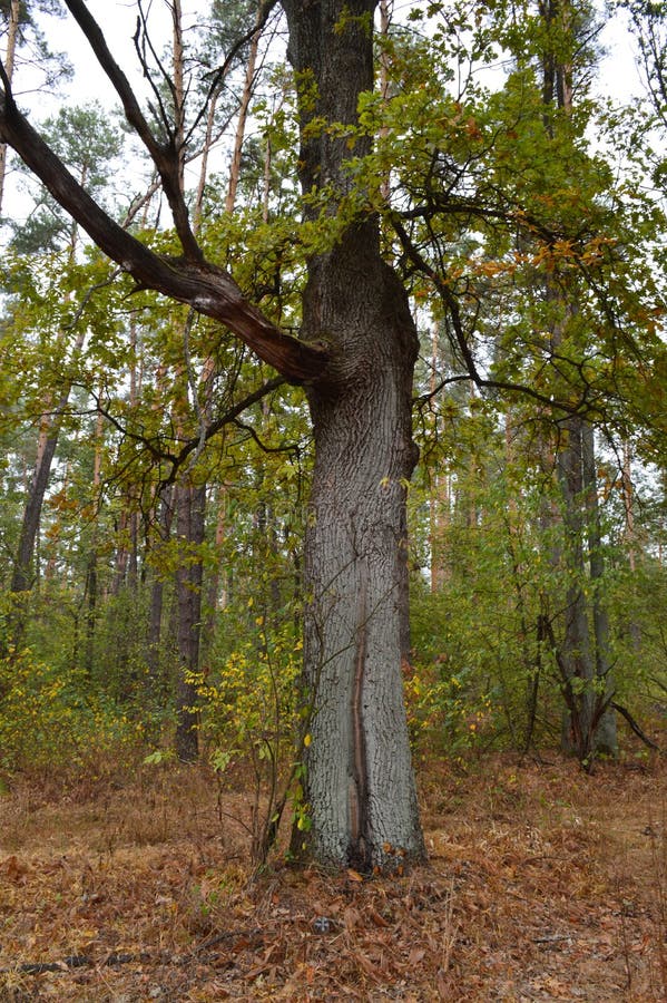 Autumn Forest and Trees after Rain Stock Photo - Image of park, scenery ...