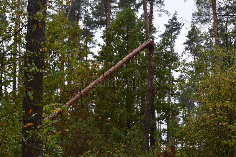 Autumn Forest and Trees after Rain Stock Photo - Image of morning ...