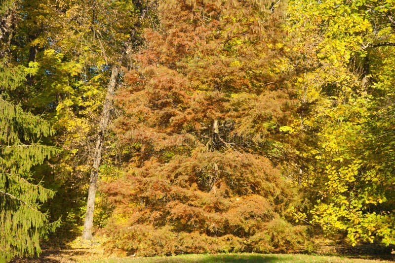 Autumn forest trees scene stock photo. Image of forest - 46692998