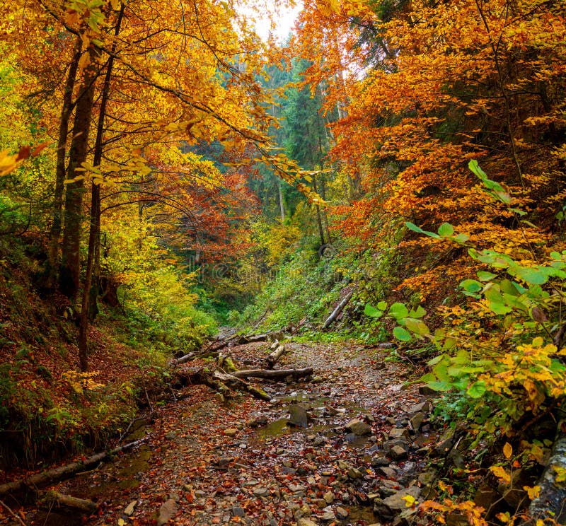 Autumn Forest Trees Thicket in the Mountains Stock Image - Image of ...