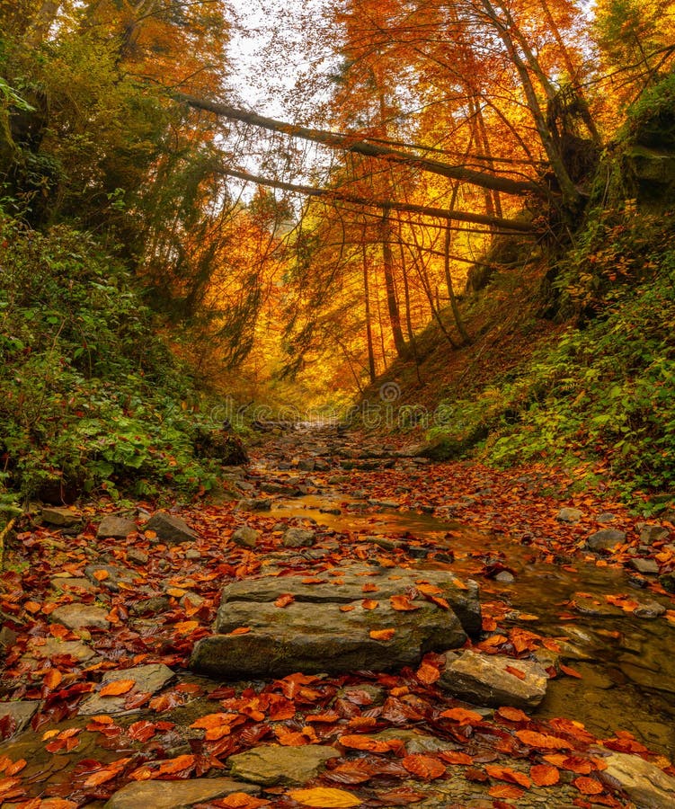 Autumn Forest Trees Thicket in the Mountains Stock Image - Image of ...