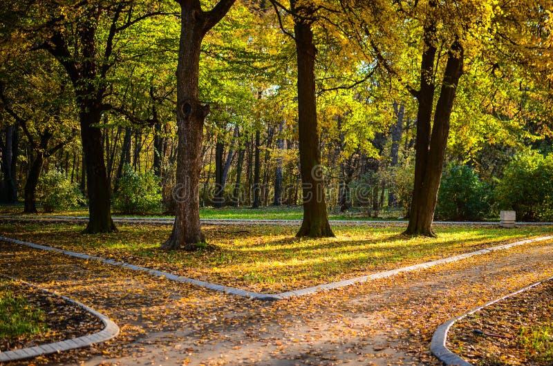 Autumn Forest with Two Paths Stock Image - Image of october, landscape ...